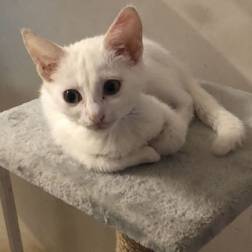 Котенок в добрые руки