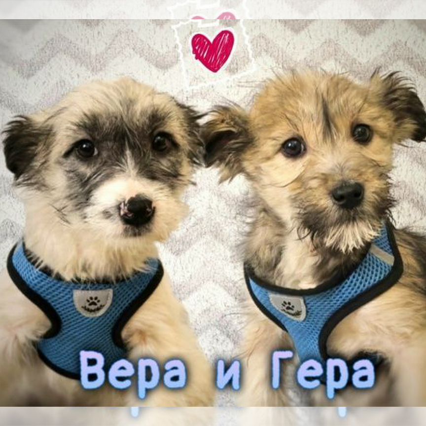 Щенок в добрые руки