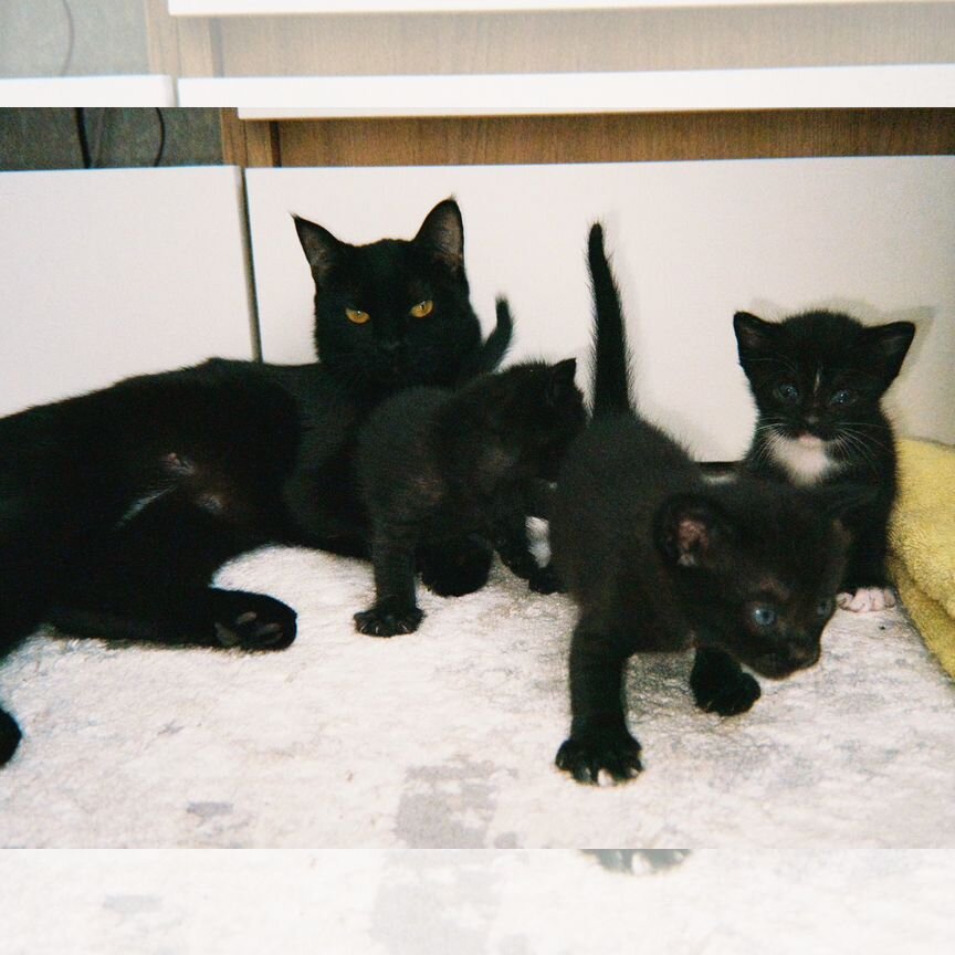 Бомбейский котёнок
