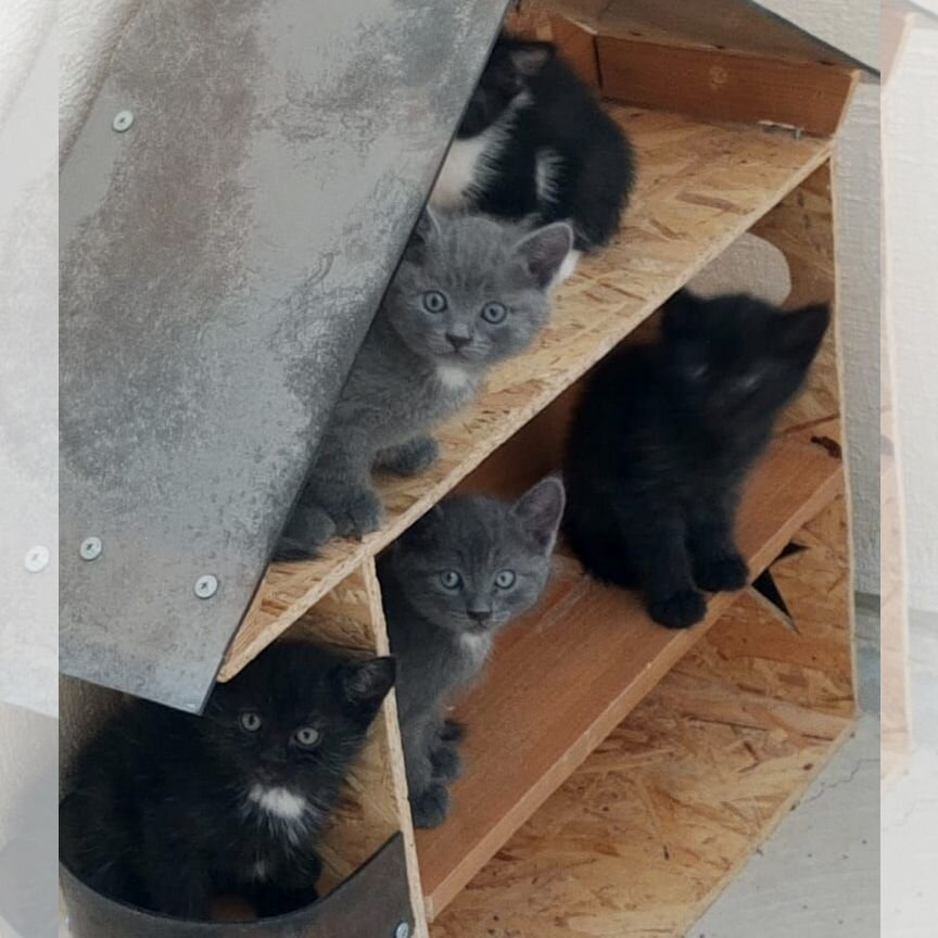 Котёнок в добрые руки