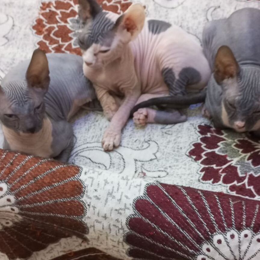 Продам котят породы сфинкс