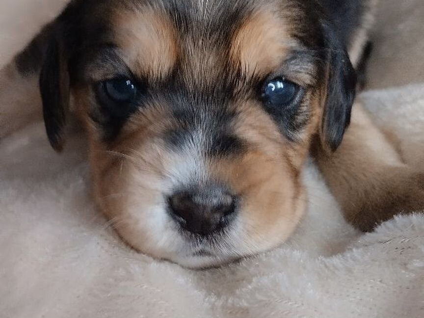 Щенки бигля и спаниеля