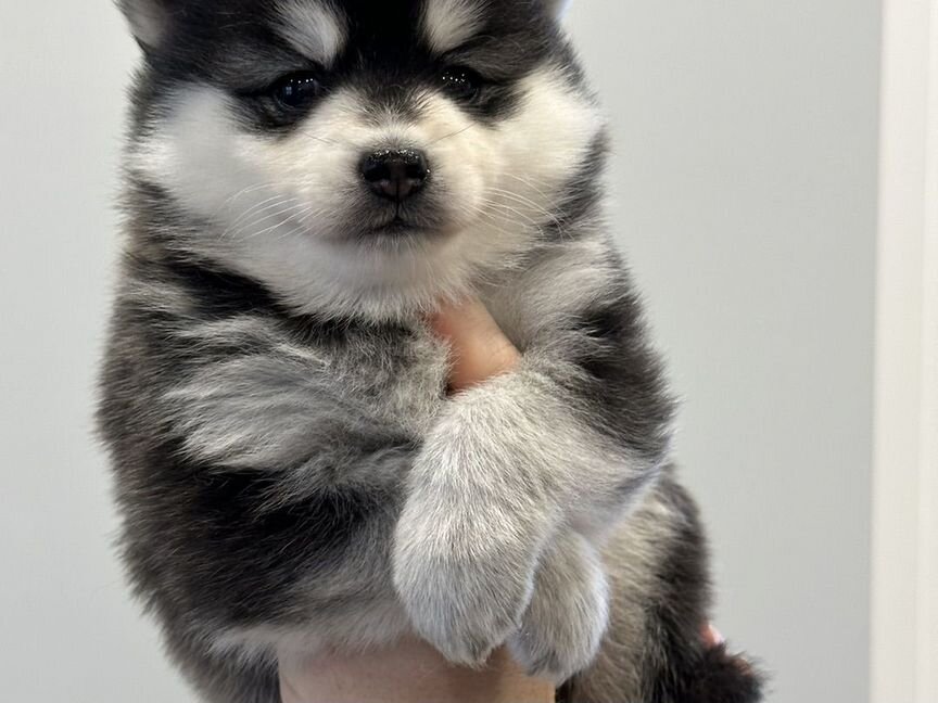 Милейшая девочка помски ф2