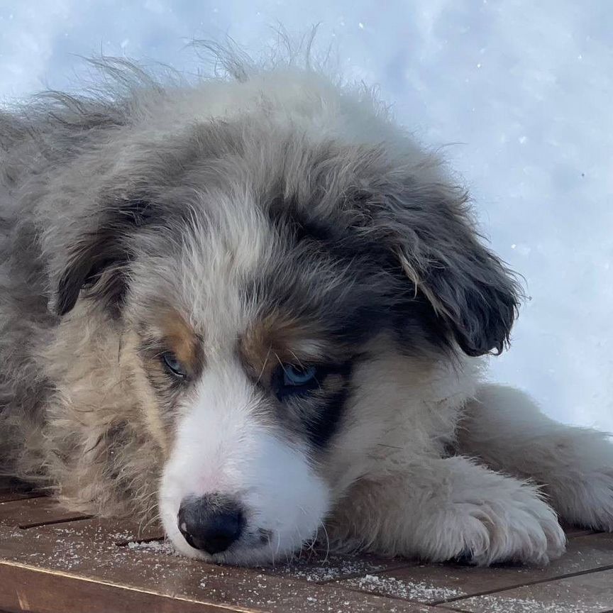 Миниатюрная американская овчарка, щенок