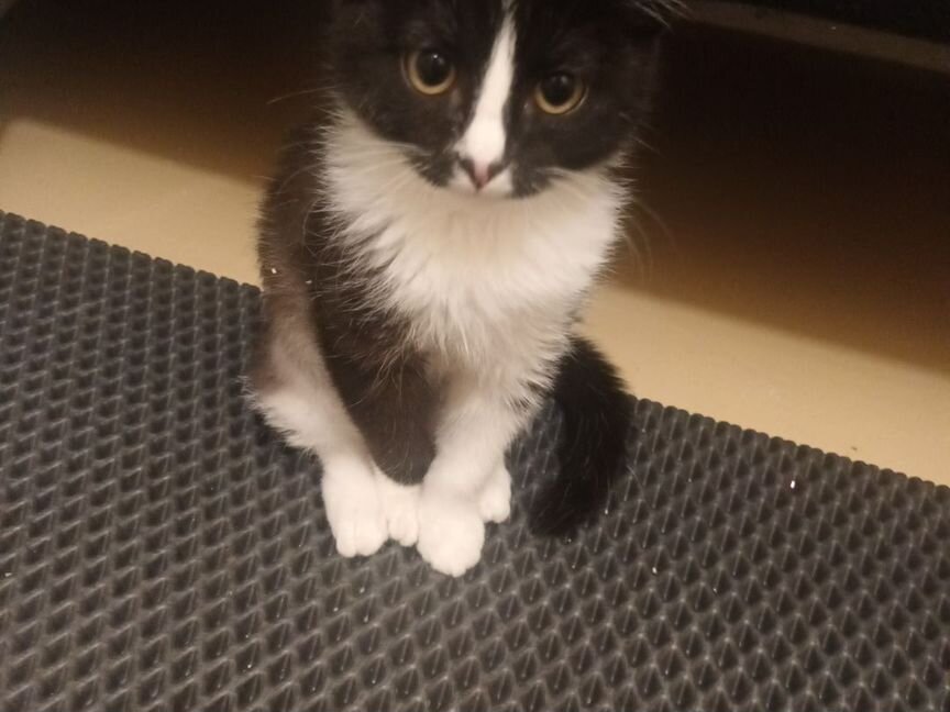 Кошка 2-3 месяца