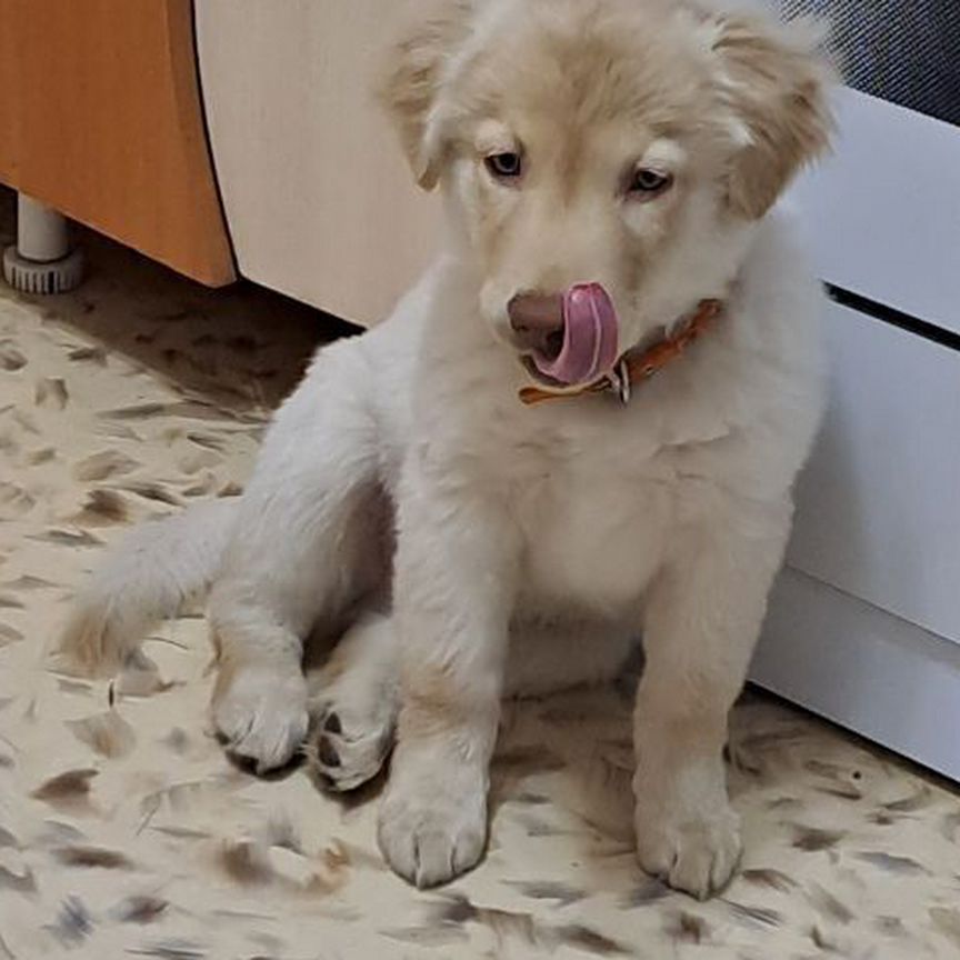 Золотистый ретривер, щенок