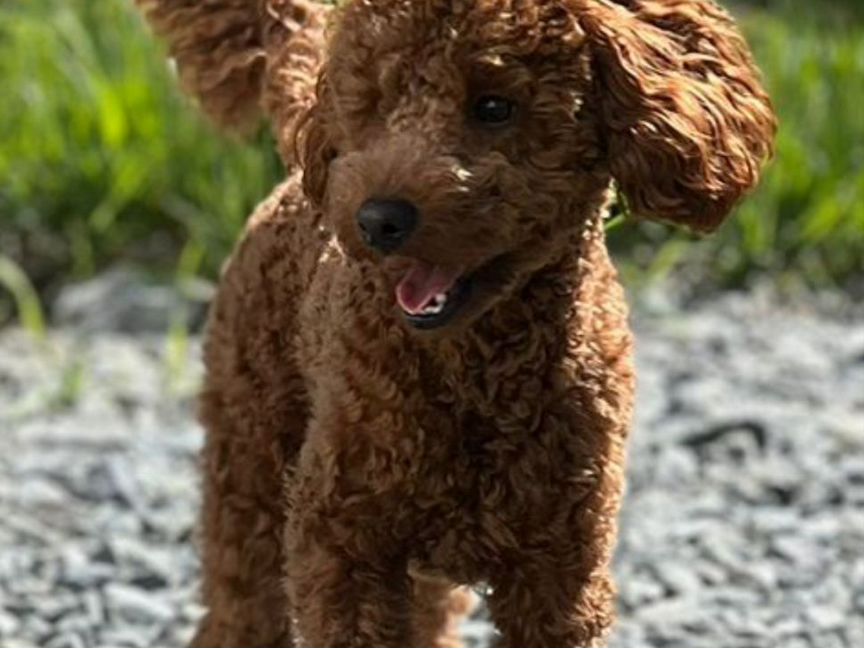 Пуделя мальтипу