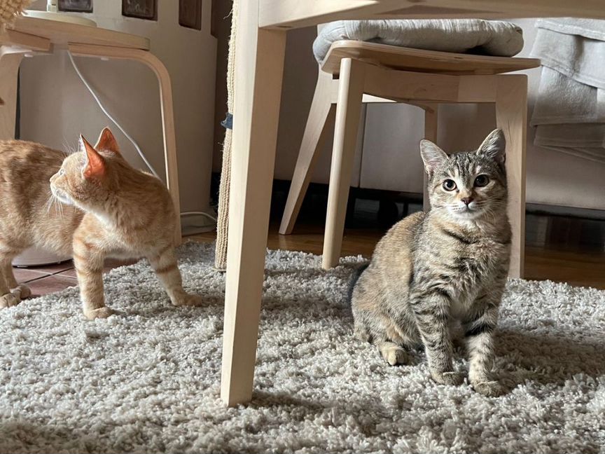 Котята подростки, неразлучники