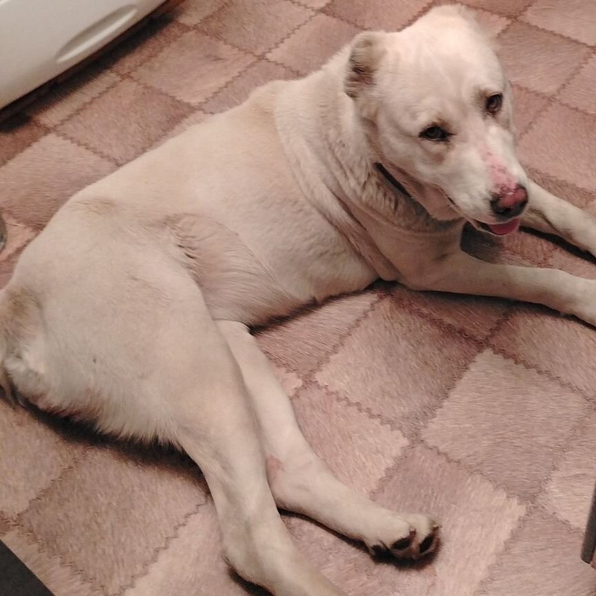 Среднеазиатская овчарка, взрослая собака