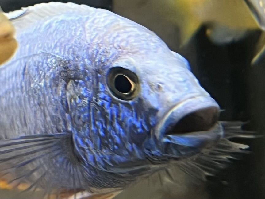 Хаплохромис васильковый