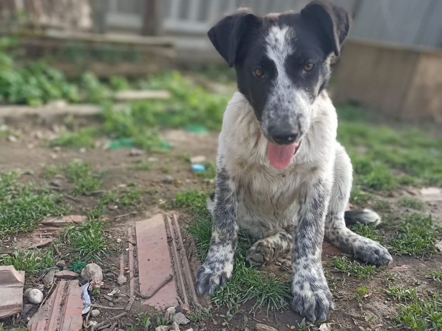 Мальчик мама курцхаар 5 мес