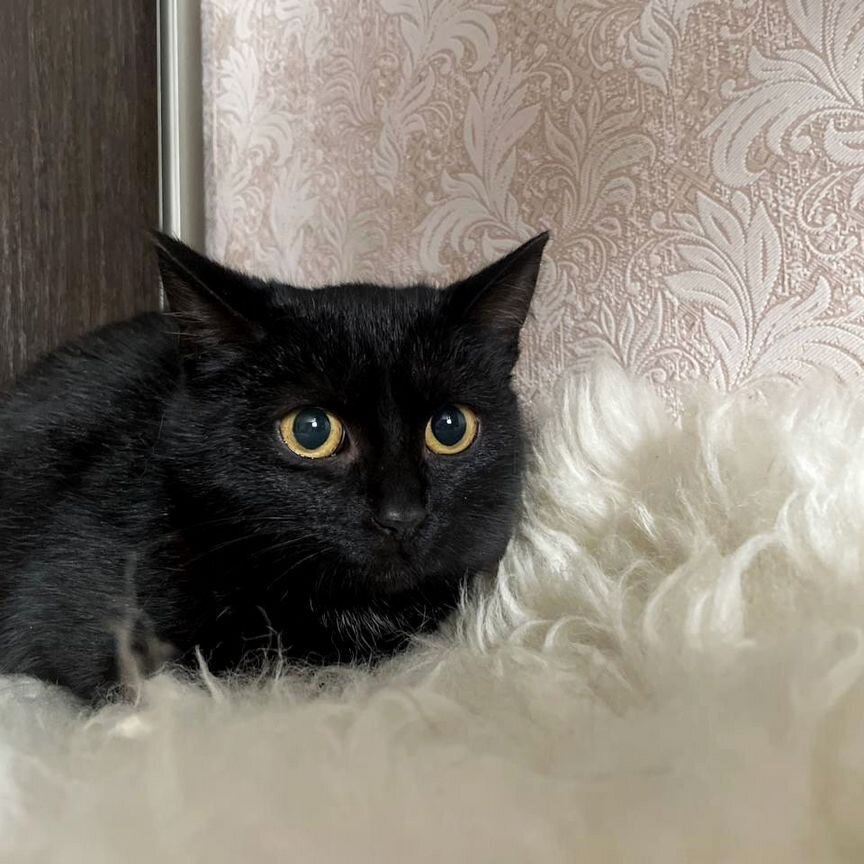 Кошечка