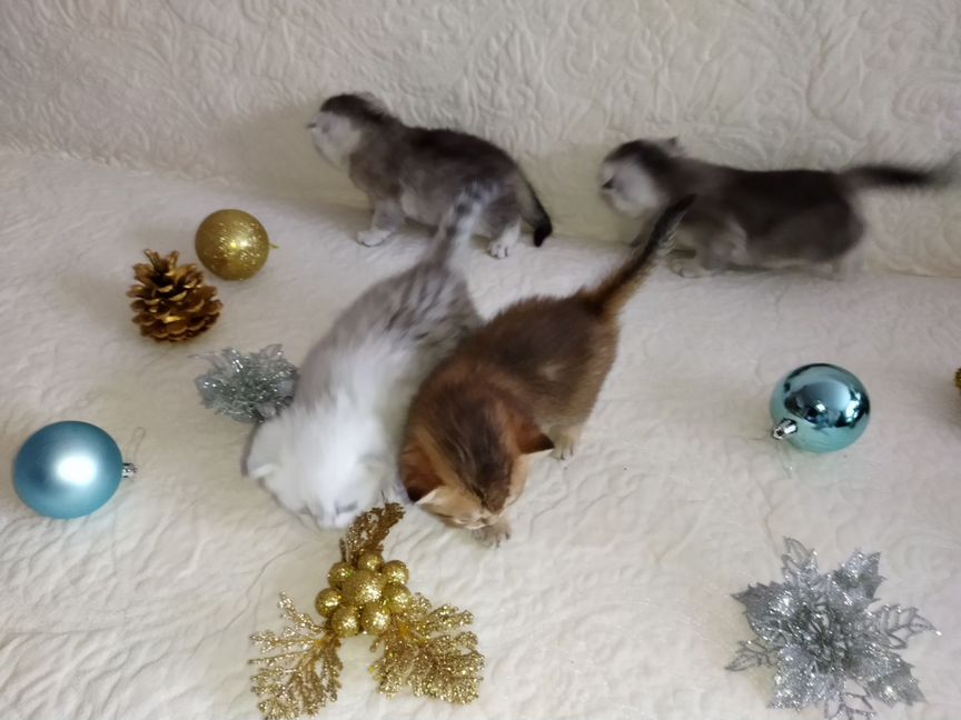 Шотландские вислоухие котята