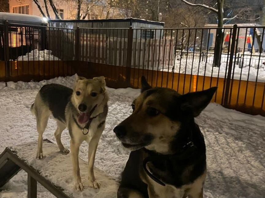 Собаки в добрые руки