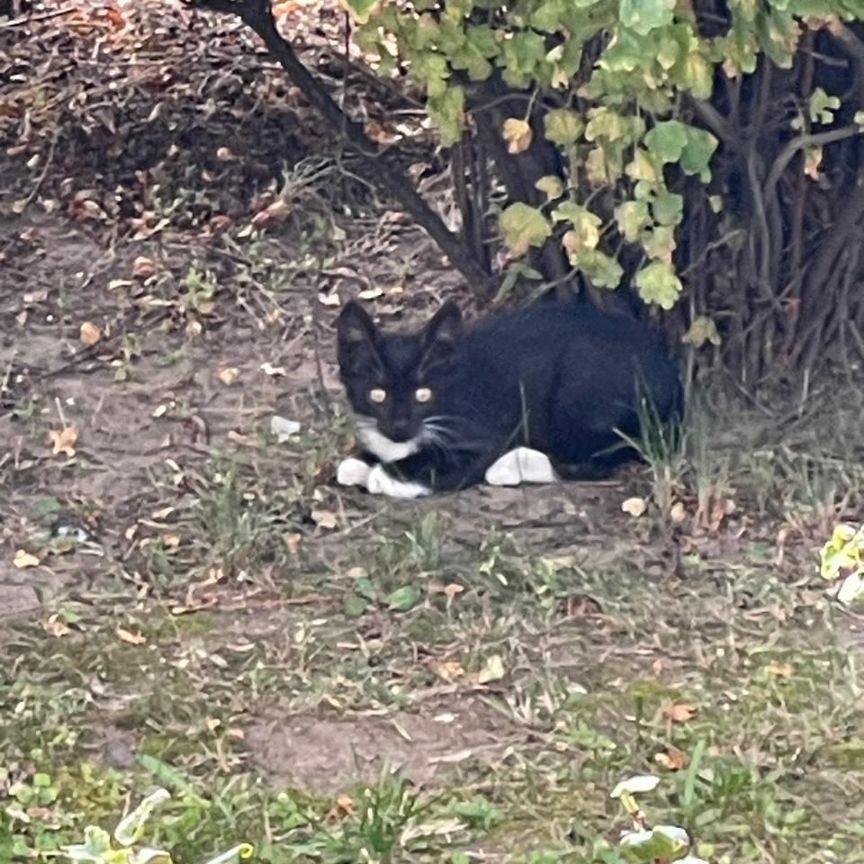 Котик в добрые руки