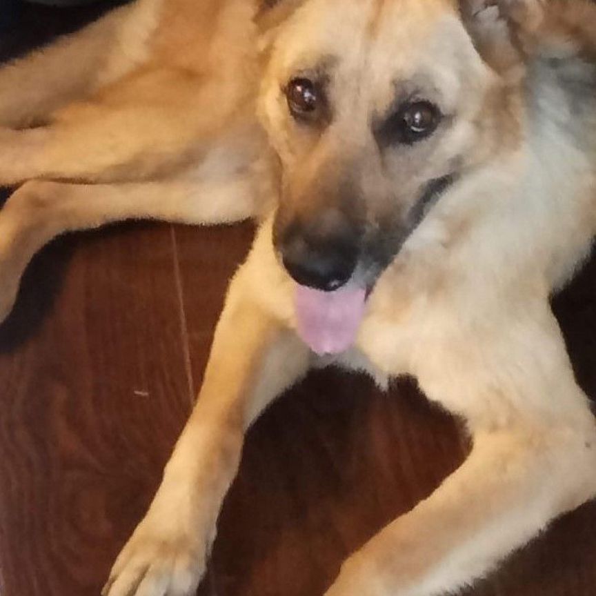 Собака в поисках дома