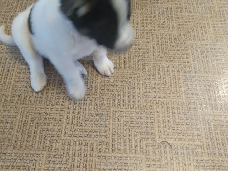 Собака продаётся алабай 2 месяц