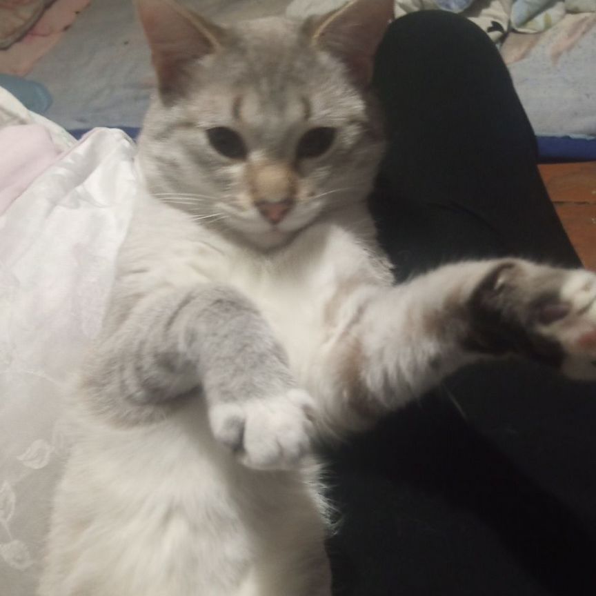 Тайский котёнок