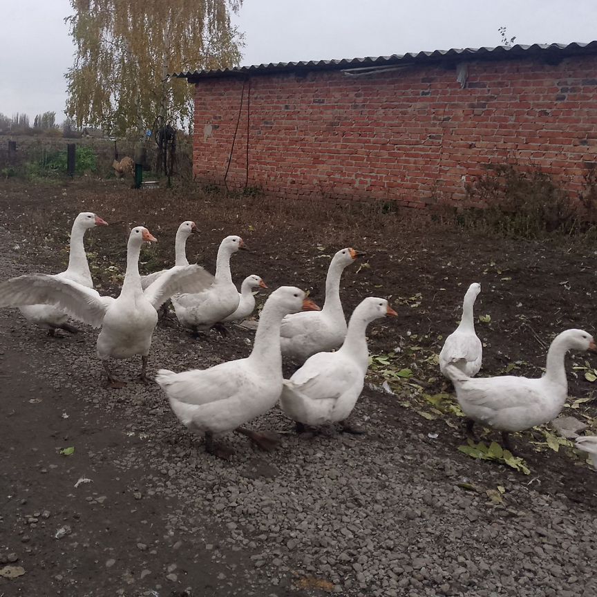 Гуси,Петухи, Селезни