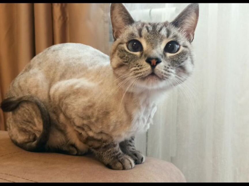 Тайский кот. Сил тэбби поинт