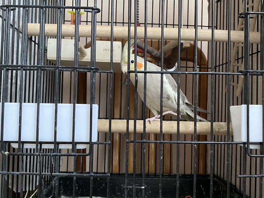 Попугай корелла с клеткой