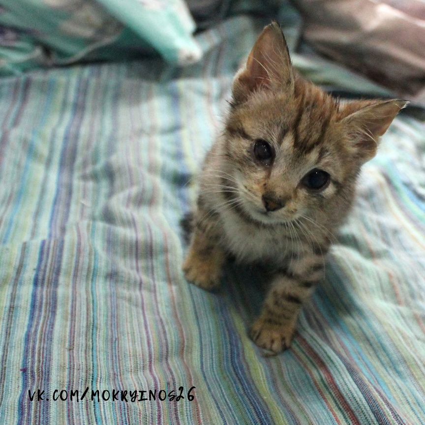 Котенок в добрые руки