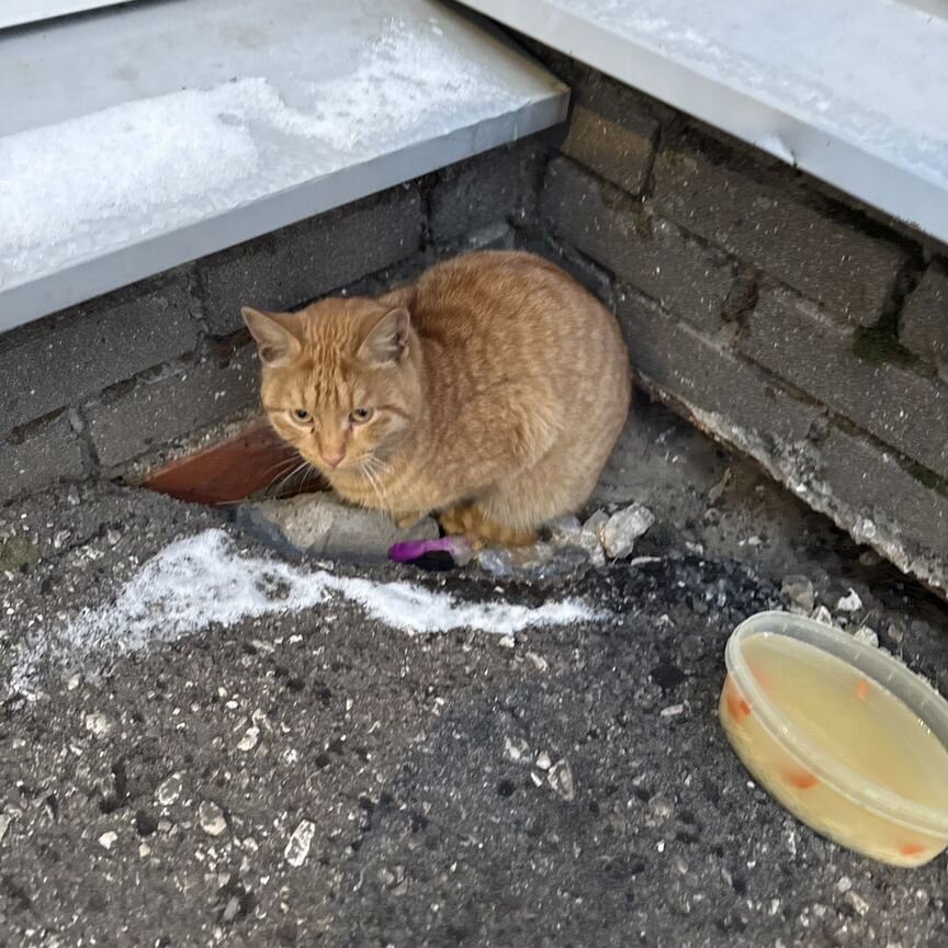 Красивые кот и кошка