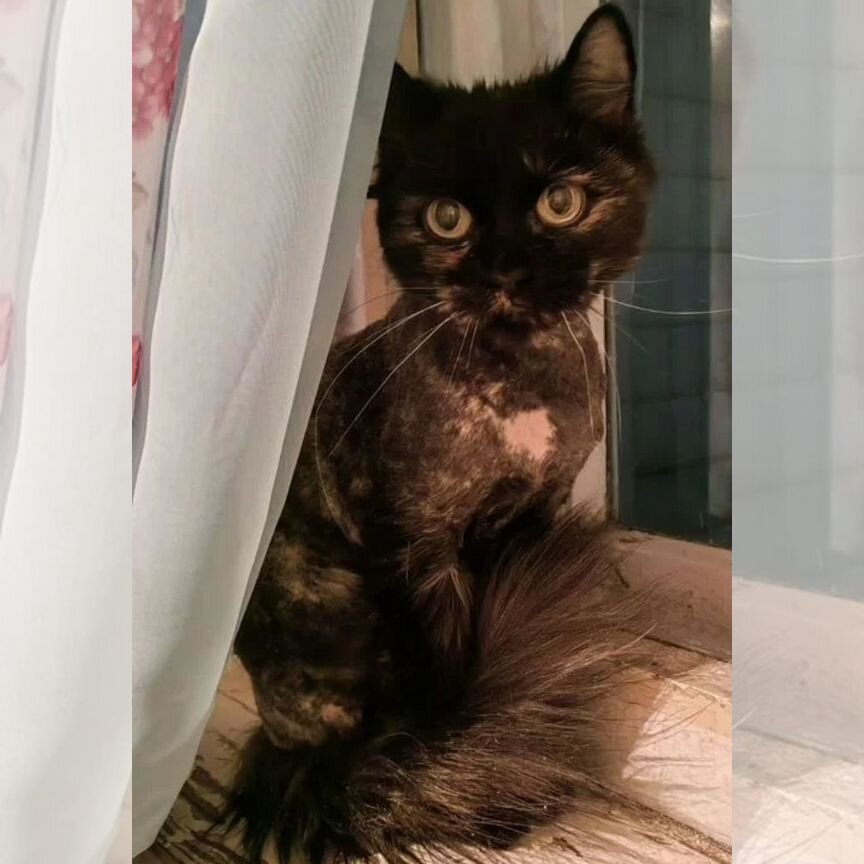 Кошечка ищет дом