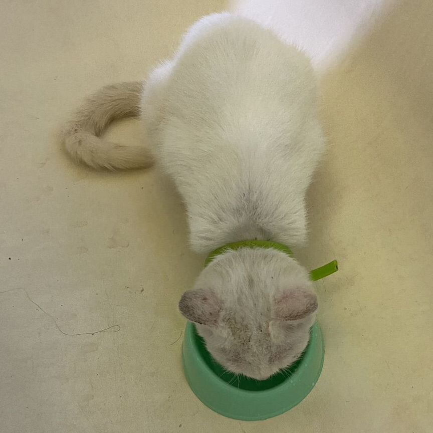 Найдена кошка белая с зеленым ошейником