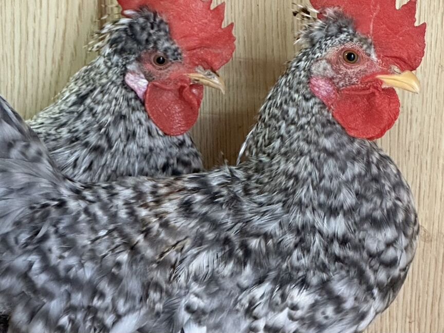 Петух на племя