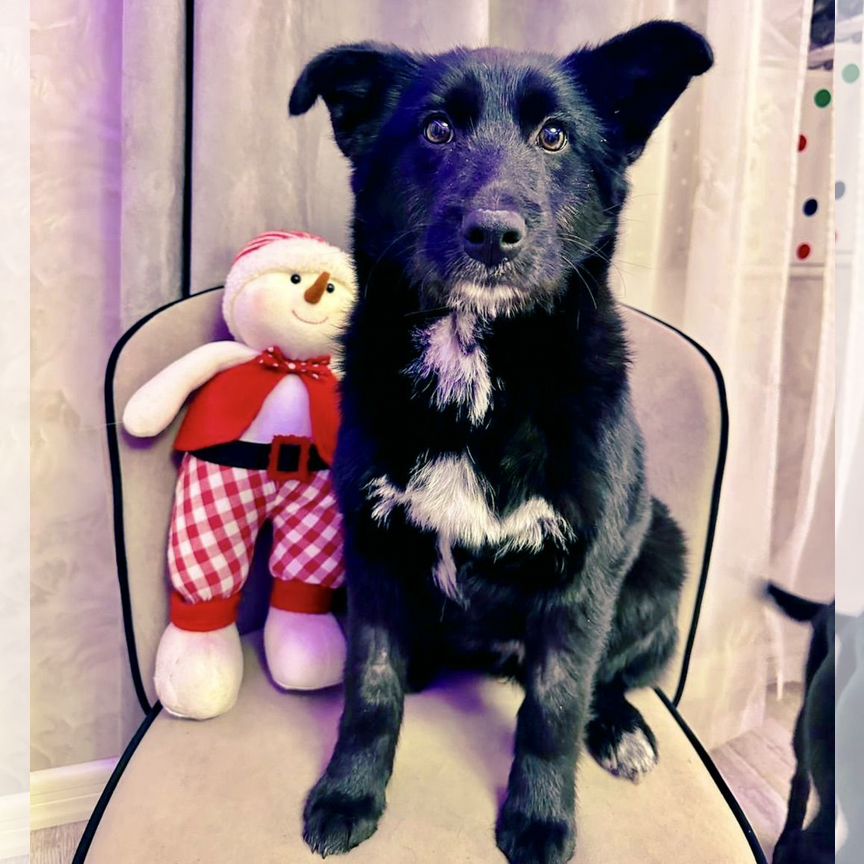 Щенок в добрые руки