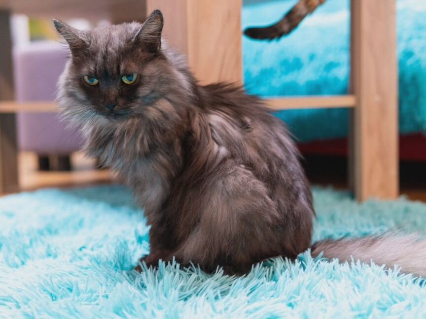 Дыма в добрые руки