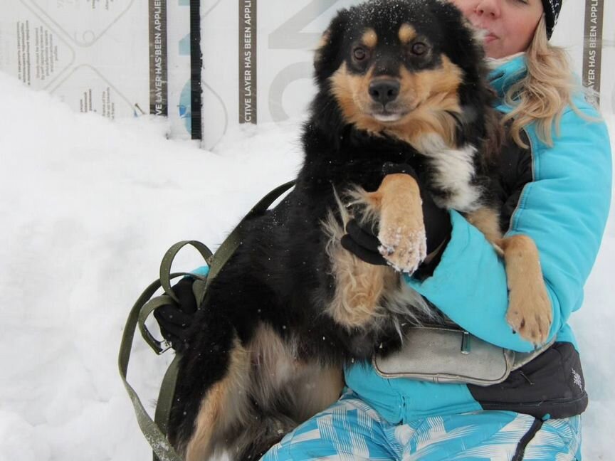 Собака мальчик, кобель (Джин)