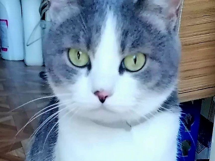 Ласковая кошечка Ляла