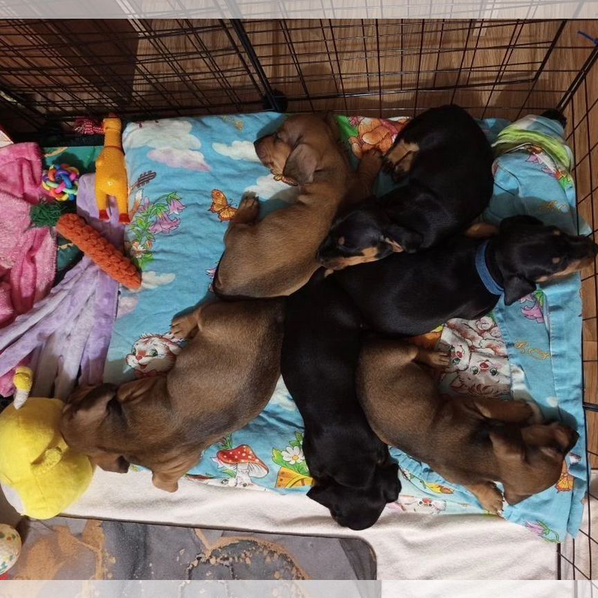 Такса, щенок