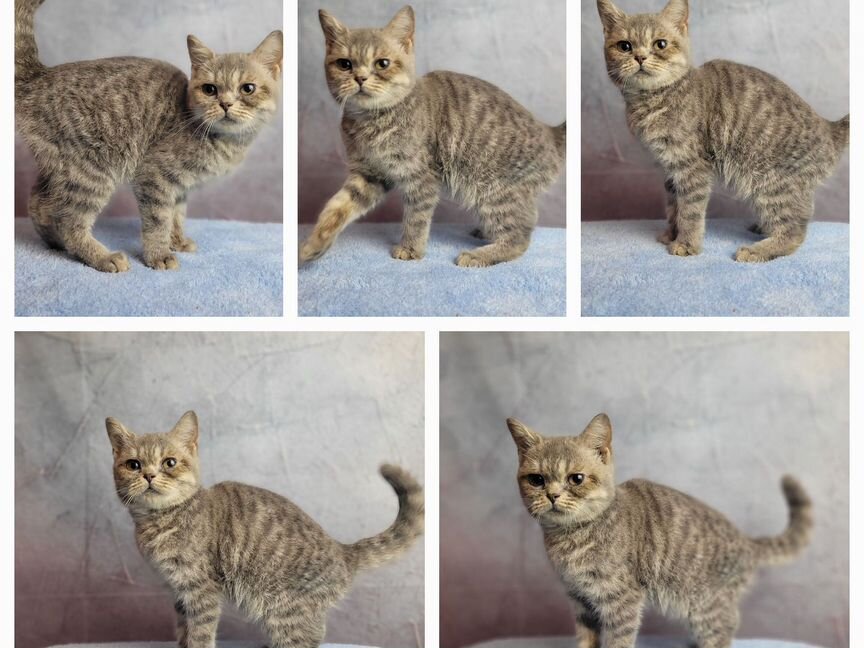 Шотландские котята