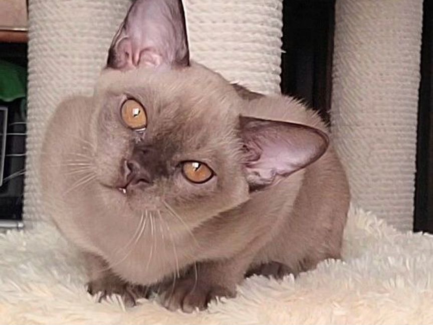 Бурманский котенок 4 мес