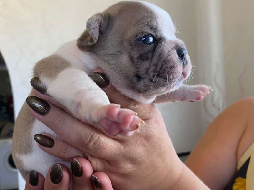 Французский бульдог щенки мерле