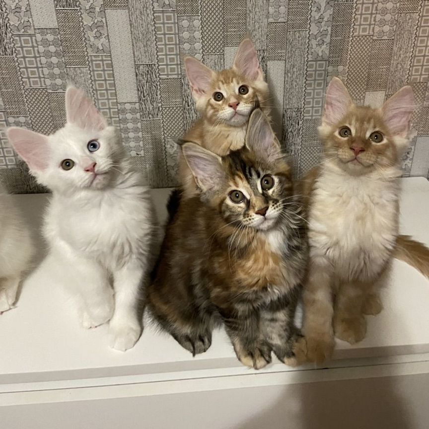 Котята мейн-кун