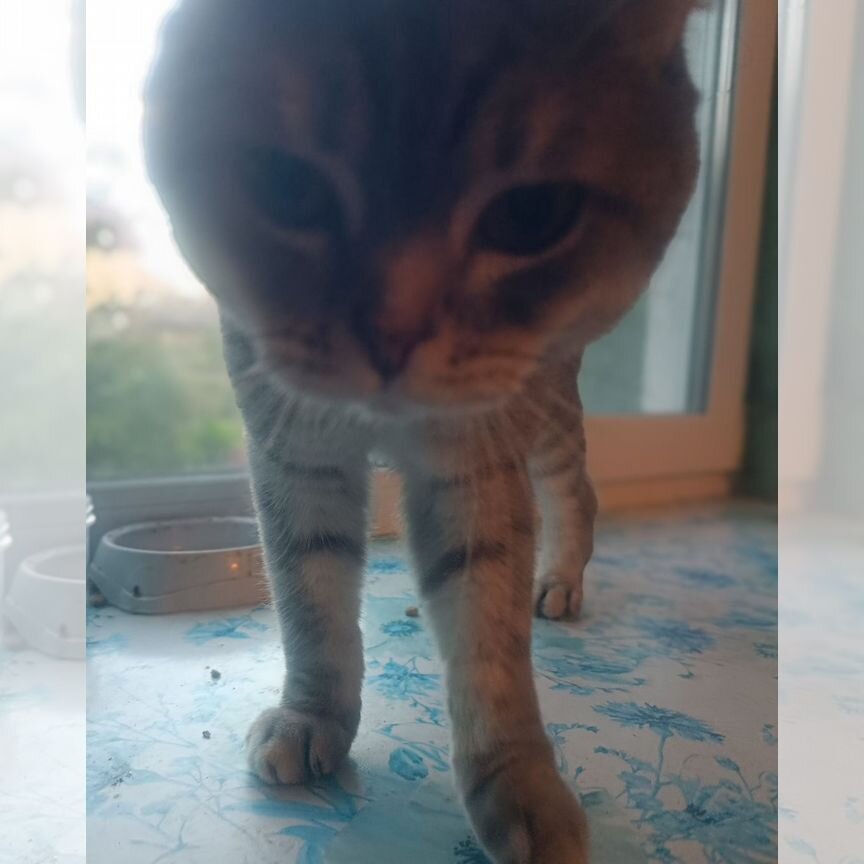 Домашние животные