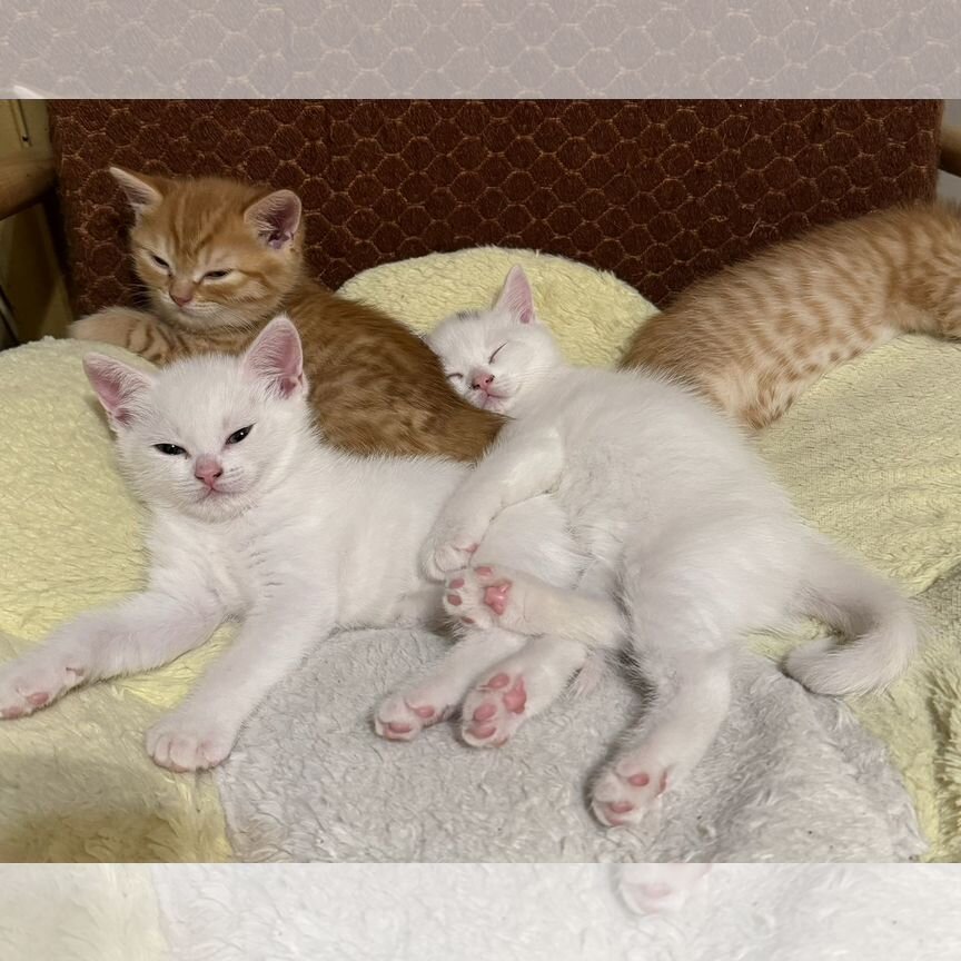 Котята 1,5 месяца ласковые бесплатно