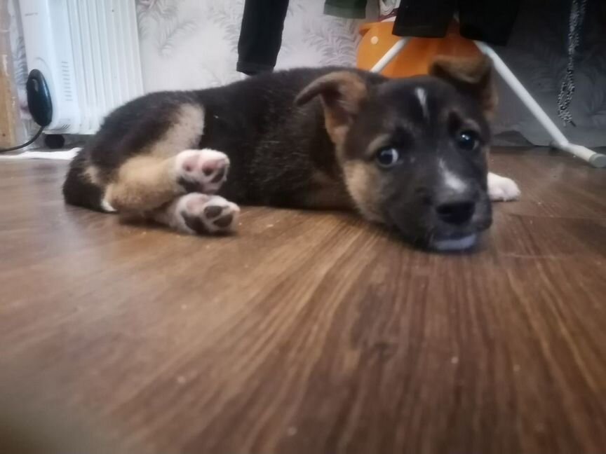 Собака щенок в добрые руки