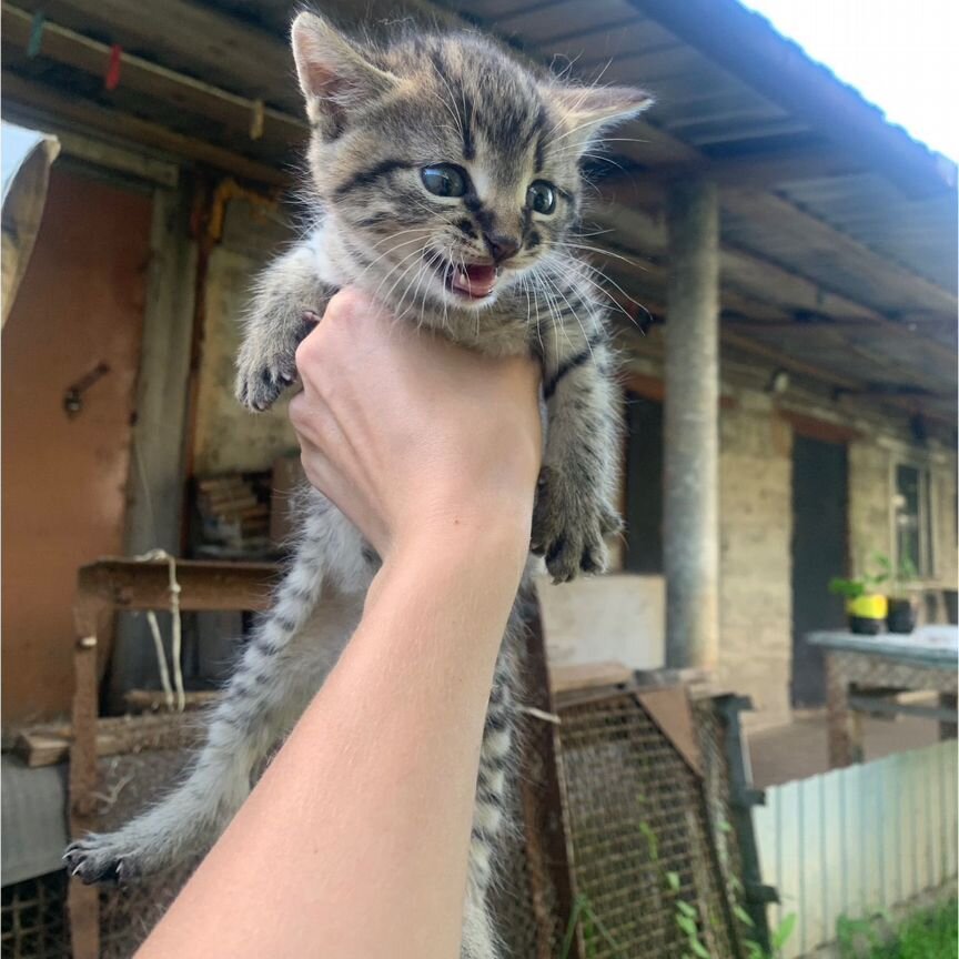 Котёнок в добрые руки
