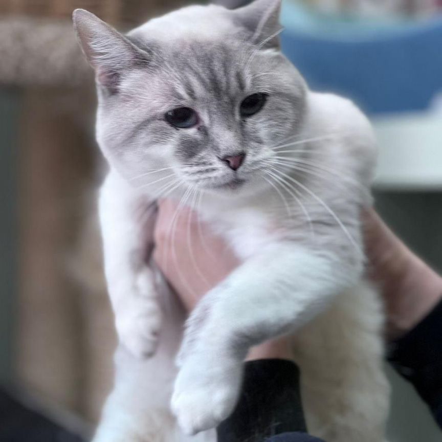 Мишель кошечка из приюта в поисках семьи