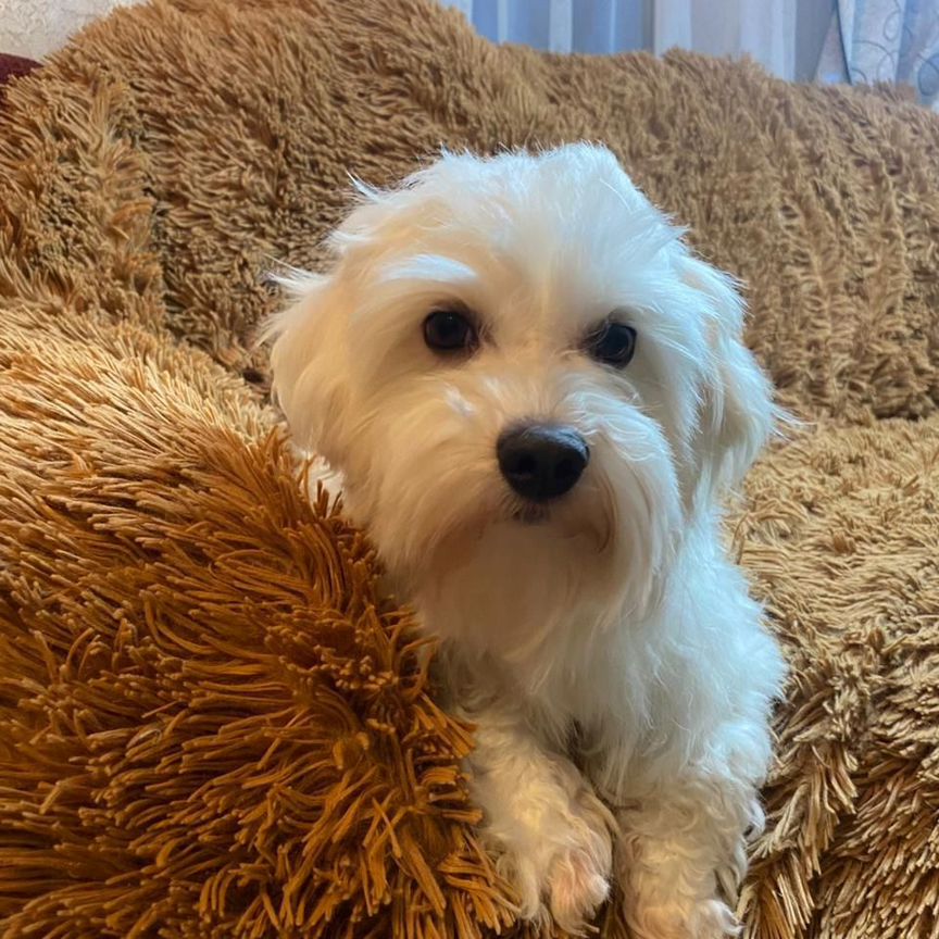 Мальтийская болонка мальчик