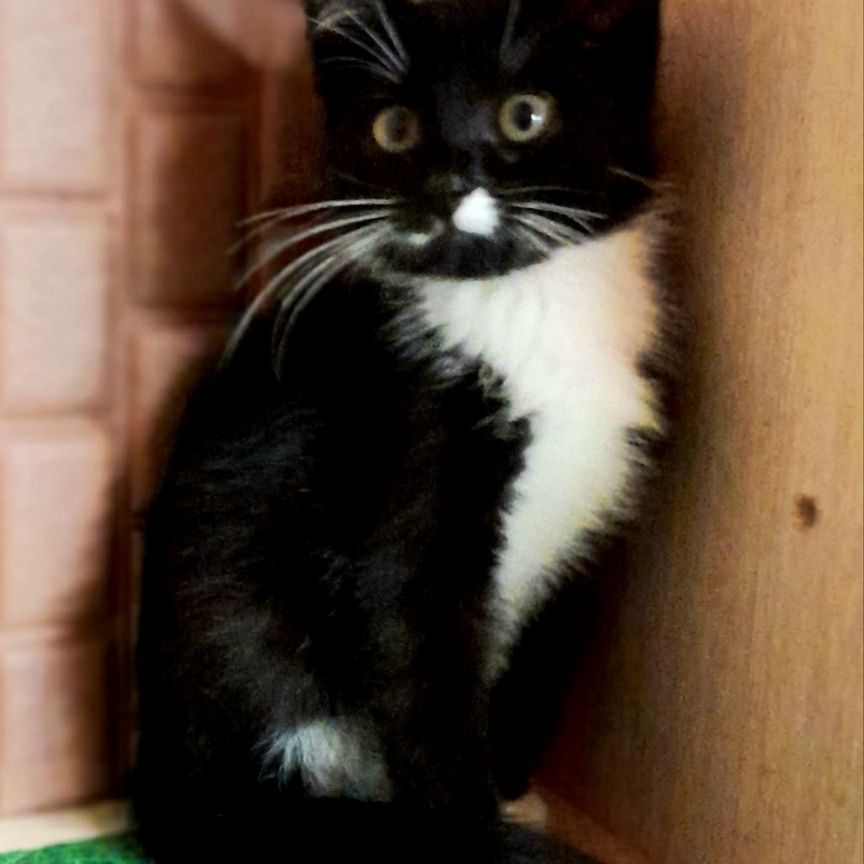 Котенок маркизик