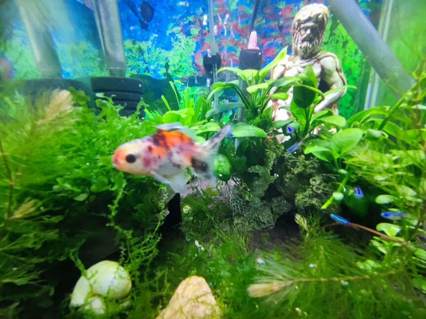 Орнада золотая рыбка