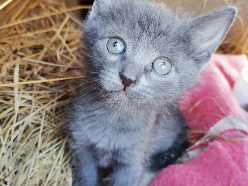 Котенок нибелунг в дар