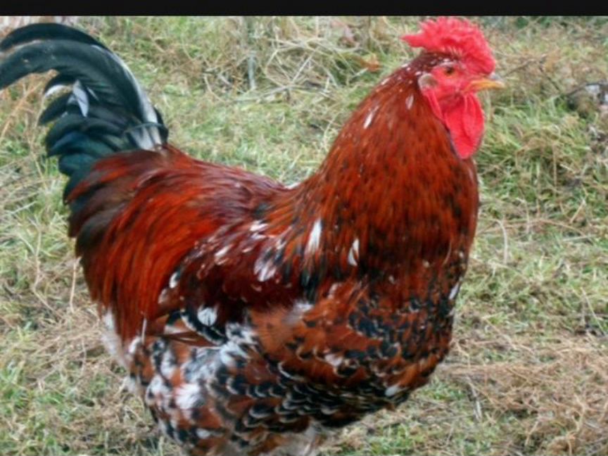 Обмен Ливенским ситцевым петухом, либо