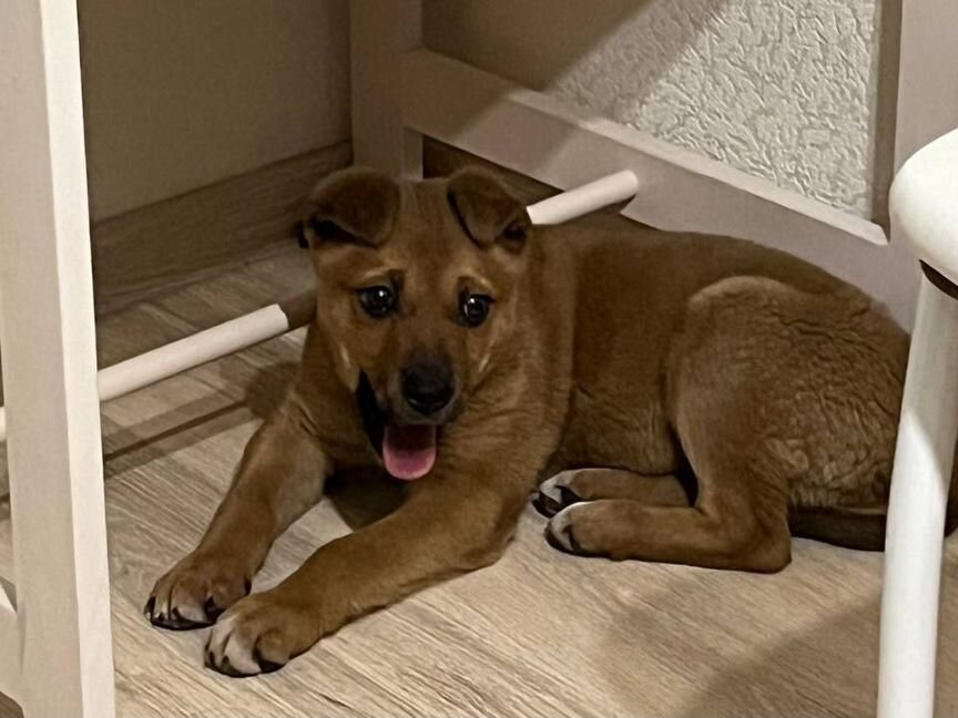 Симпатичный щенок в добрые руки